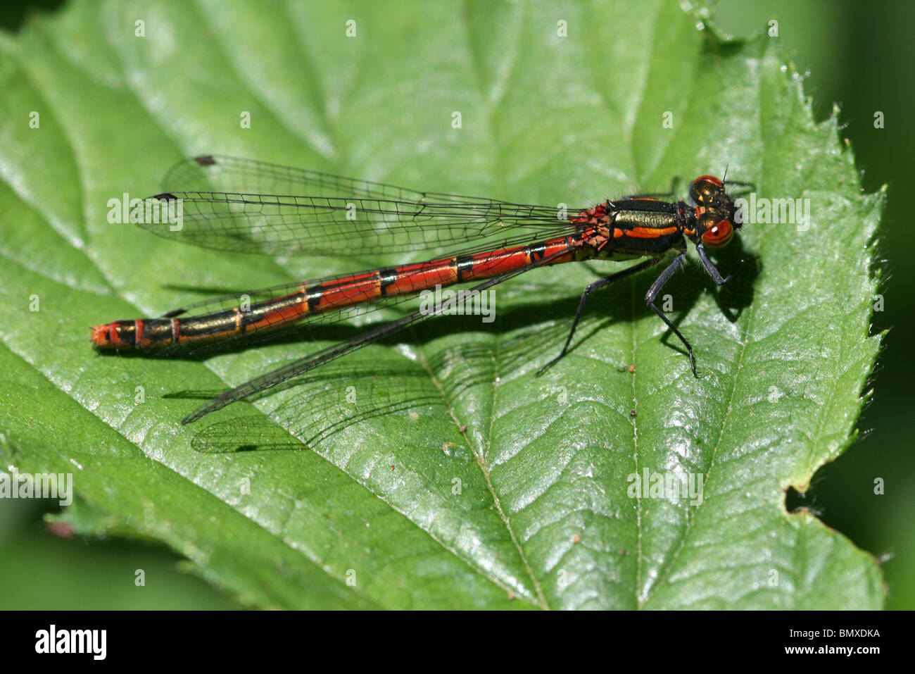 Damselfly uk damsel fly insect hi-res stock photography and images - Alamy
