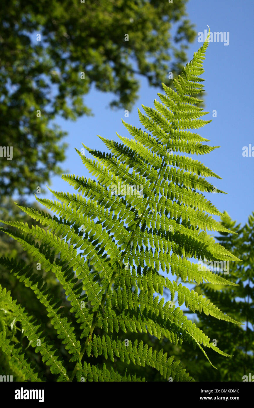 Bracken Fronds Backlit With Sunshine Taken at Ynys-hir RSPB Reserve ...
