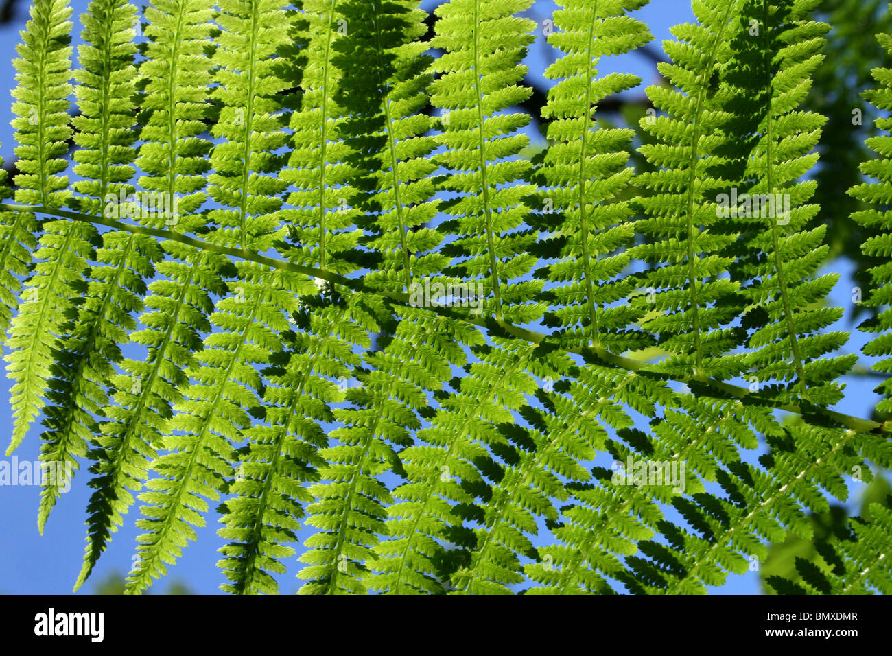 Bracken Fronds Backlit With Sunshine Taken at Ynys-hir RSPB Reserve ...
