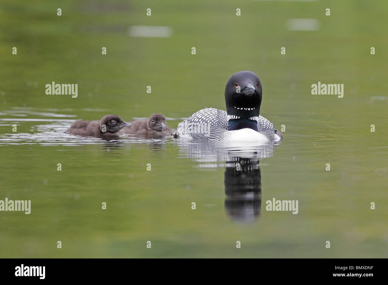 Adult Common Loon with two chicks Stock Photo - Alamy