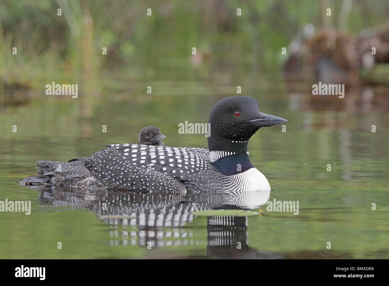 Adult common loon hi-res stock photography and images - Alamy