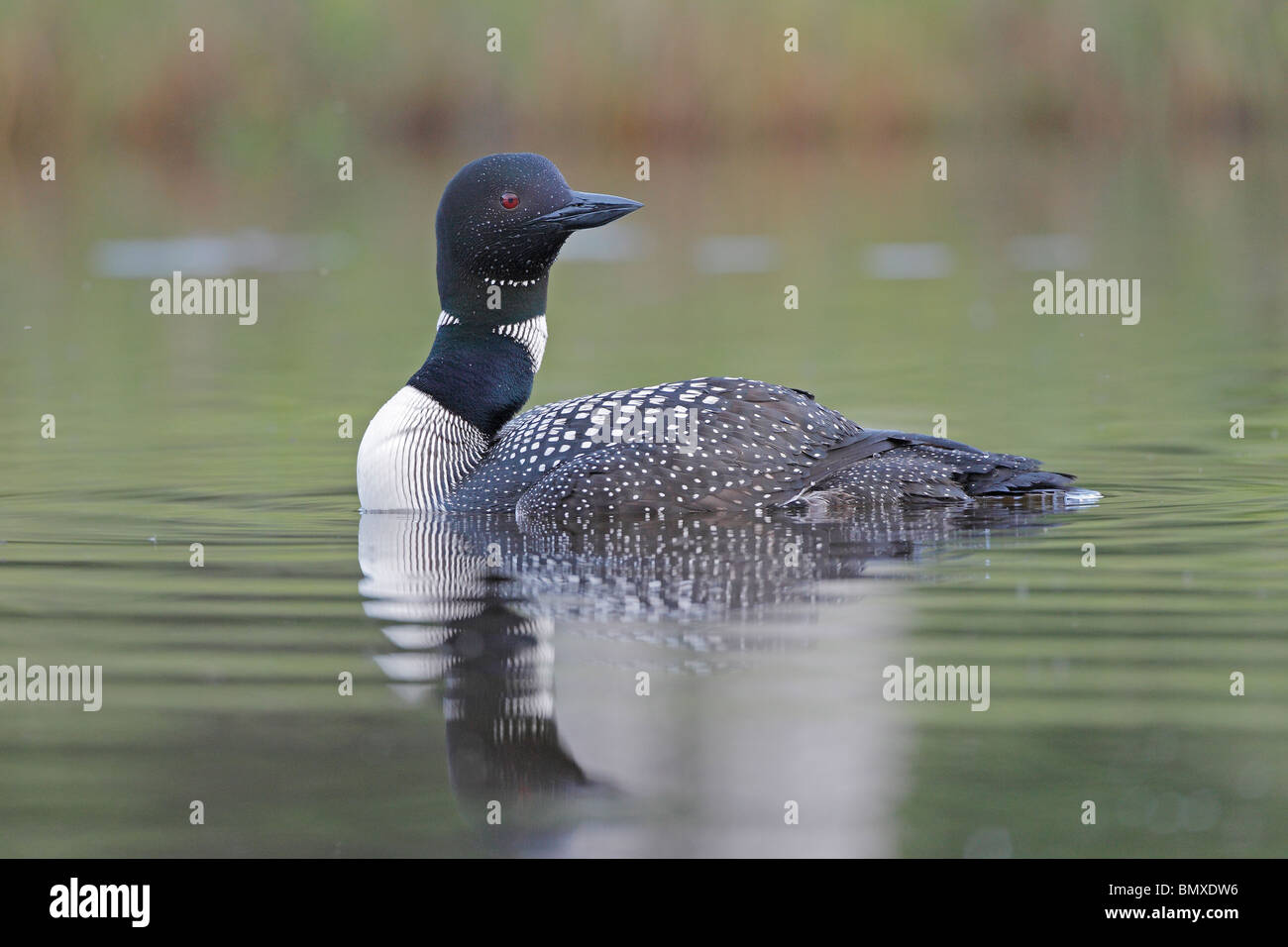 Common loon adult hi-res stock photography and images - Alamy