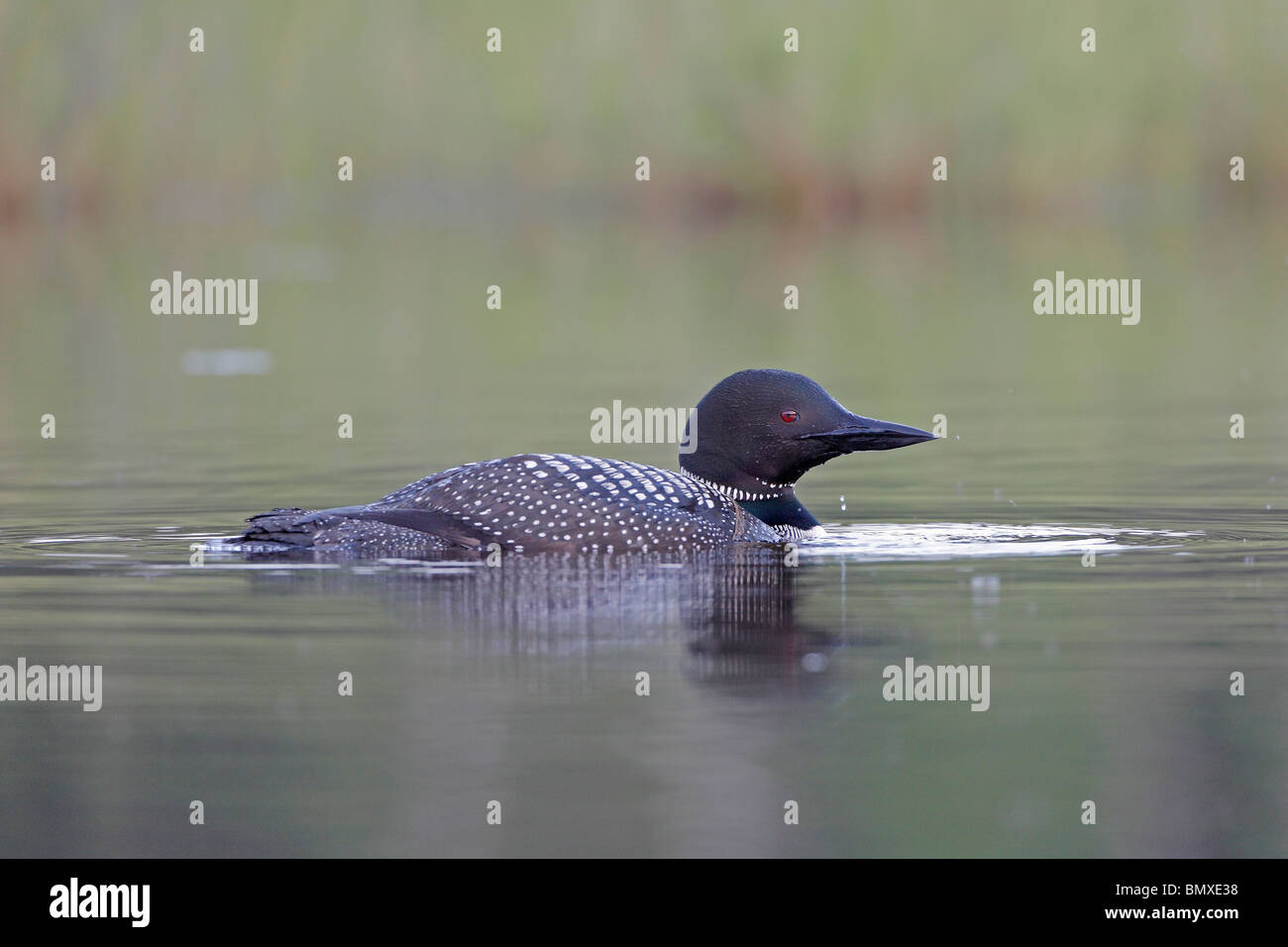 Great northern diver common hi-res stock photography and images - Alamy