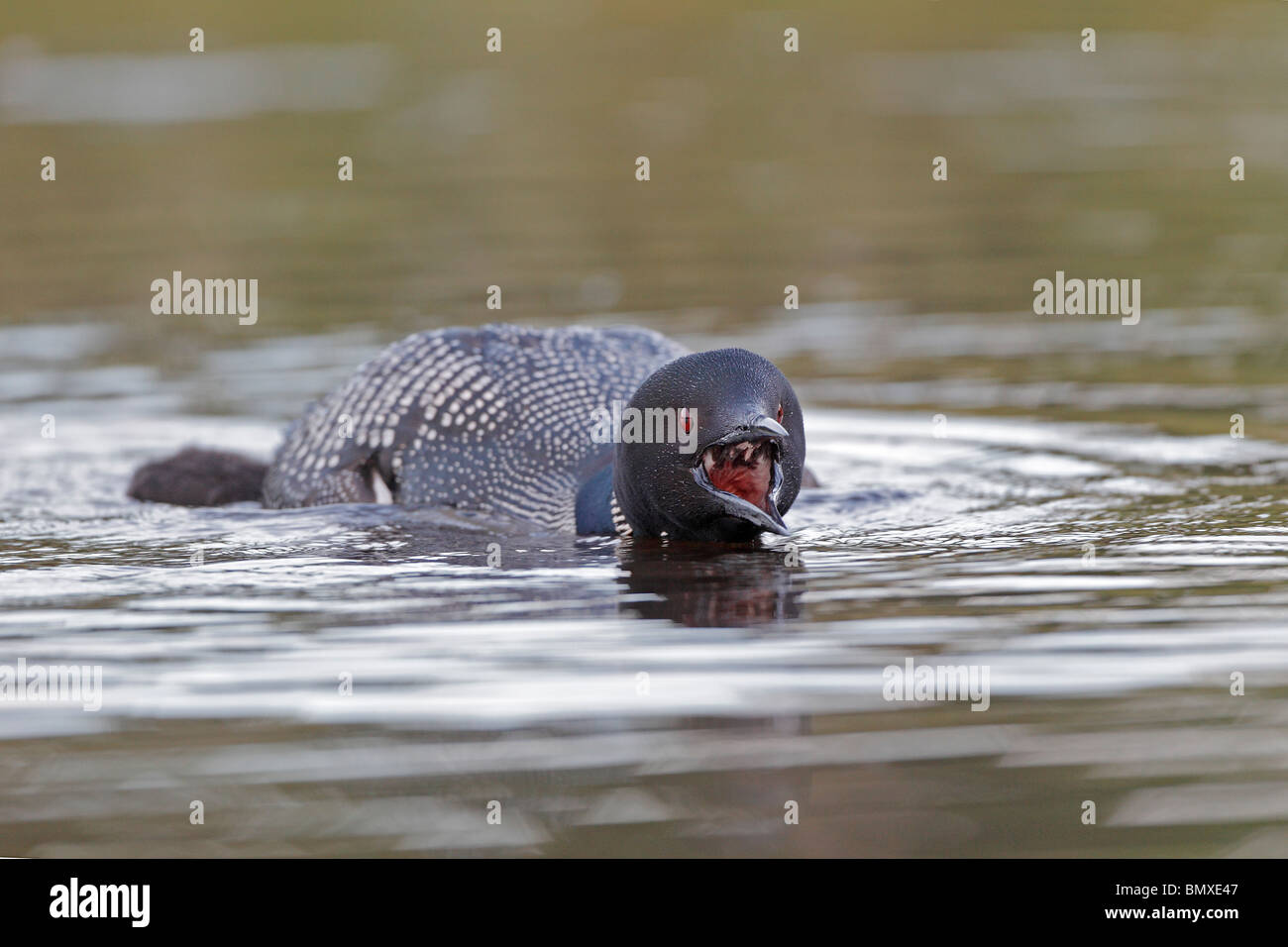 Adult Common Loon calling Stock Photo - Alamy
