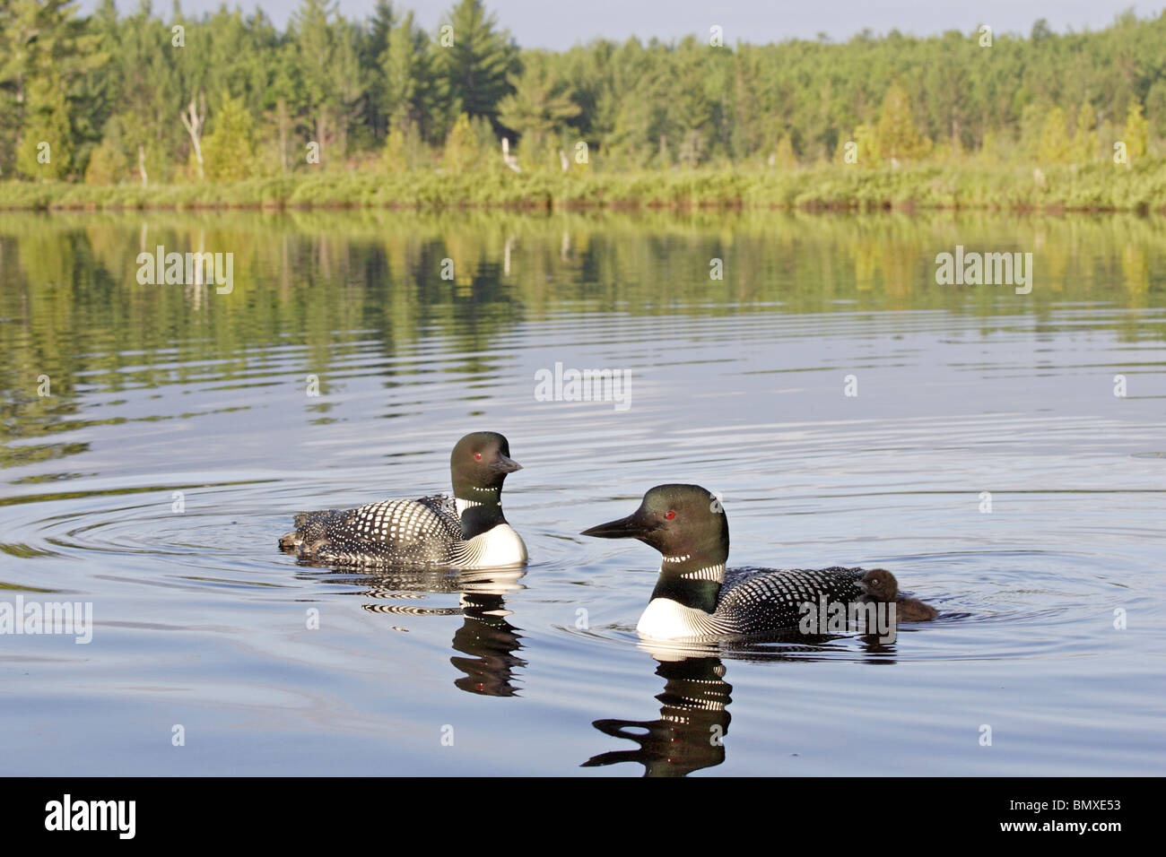 Common loons hi-res stock photography and images - Alamy