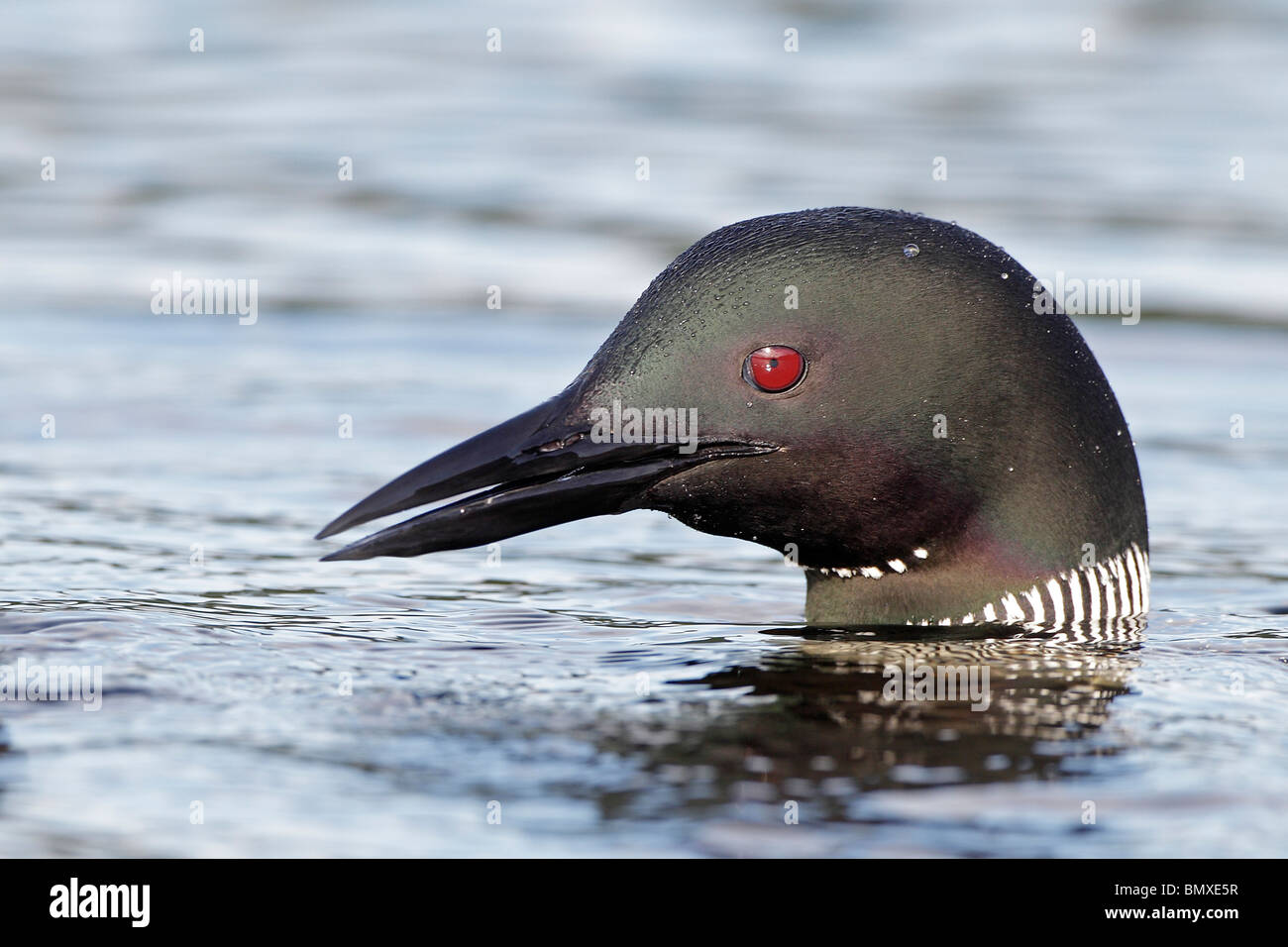 Head shot of an adult Common Loon Stock Photo - Alamy