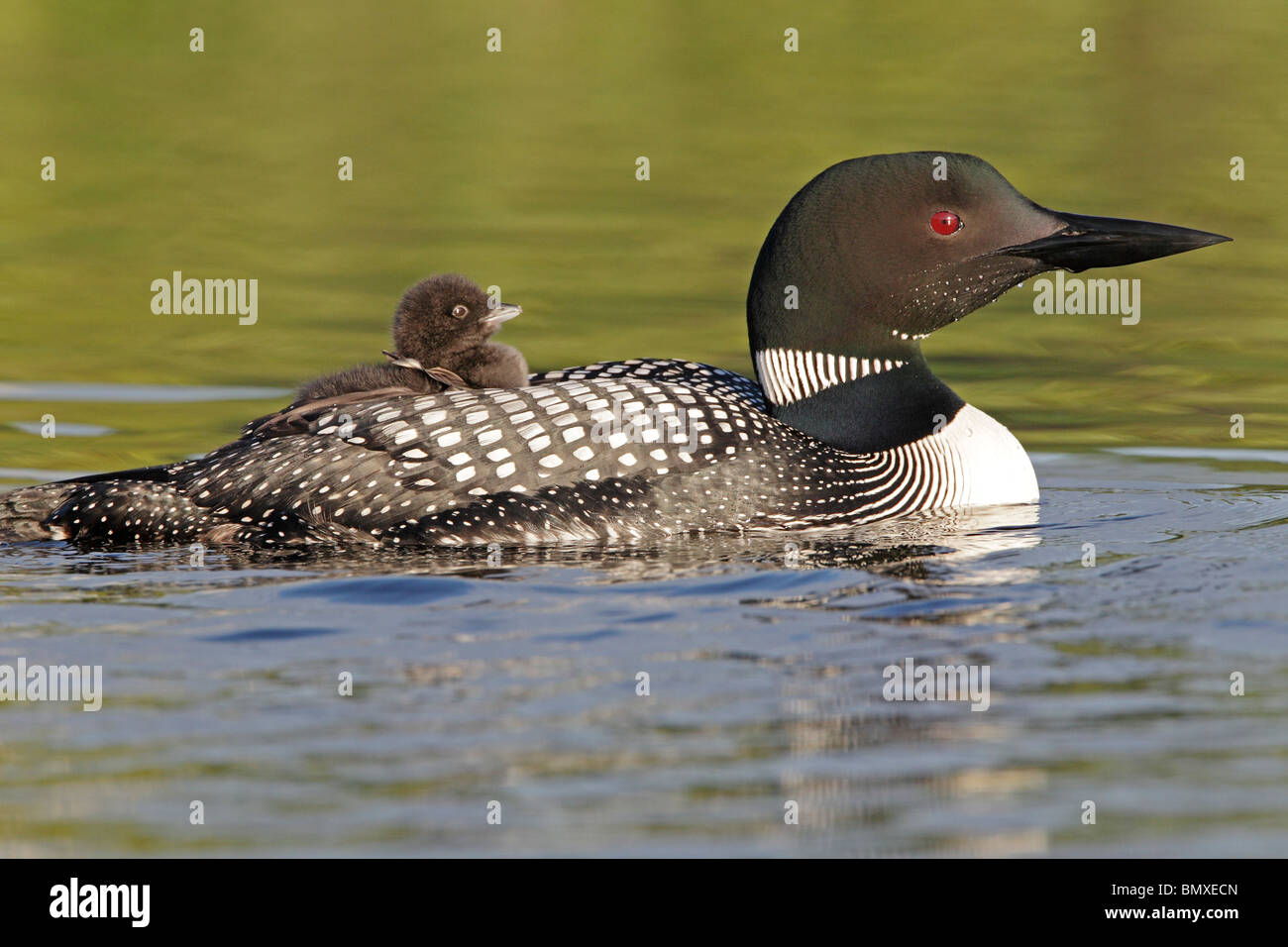Common Loon chick riding on adults back Stock Photo - Alamy