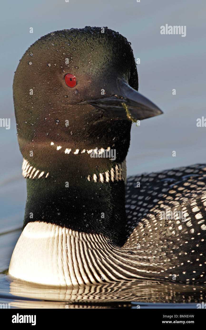 Common Loon head shot Stock Photo - Alamy