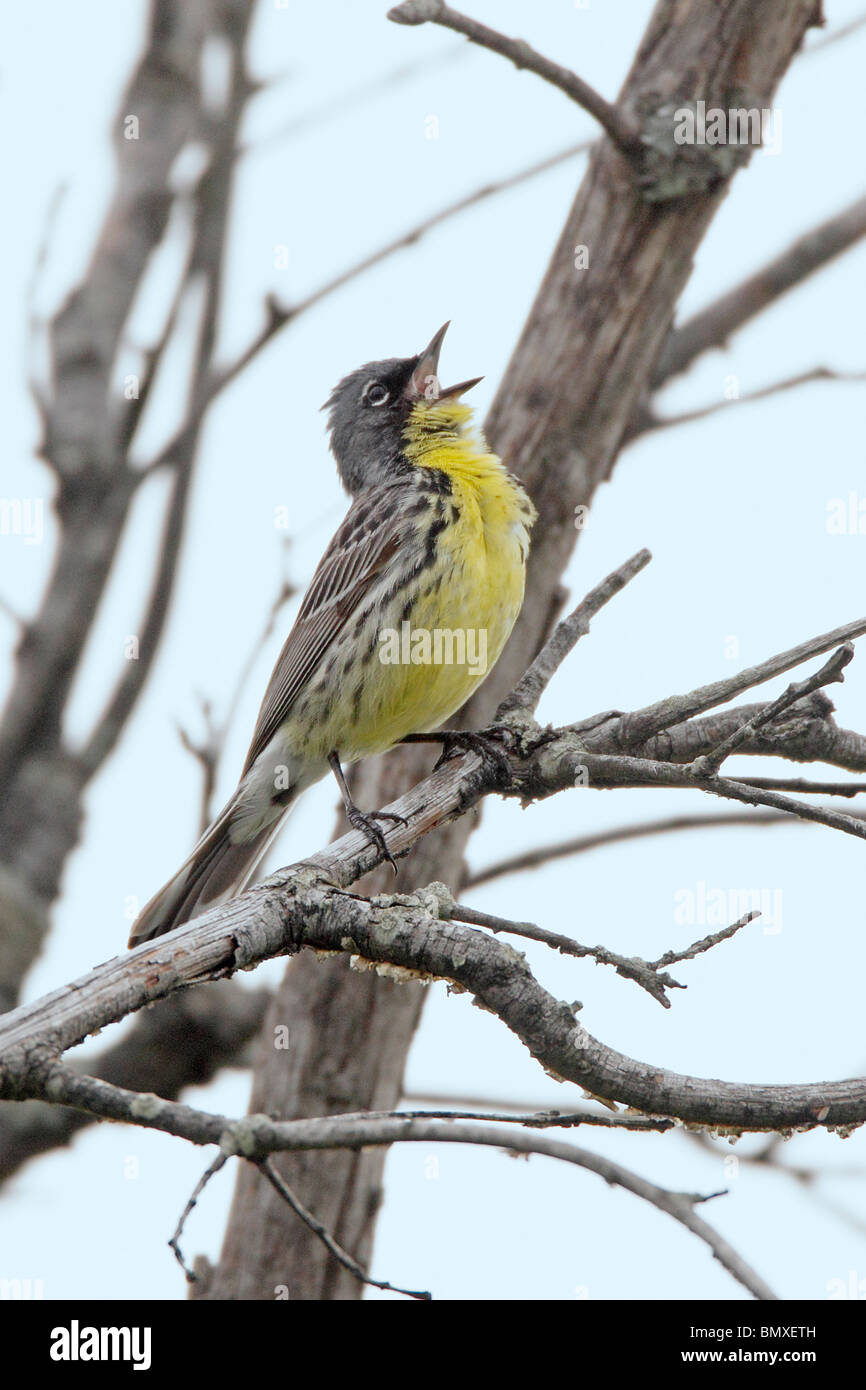 Male Kirtland's Warbler Singing Stock Photo - Alamy