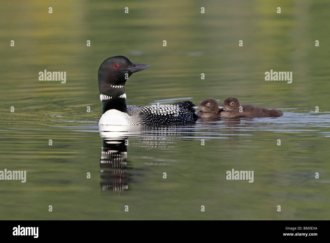 Common Loon with two chicks Stock Photo - Alamy