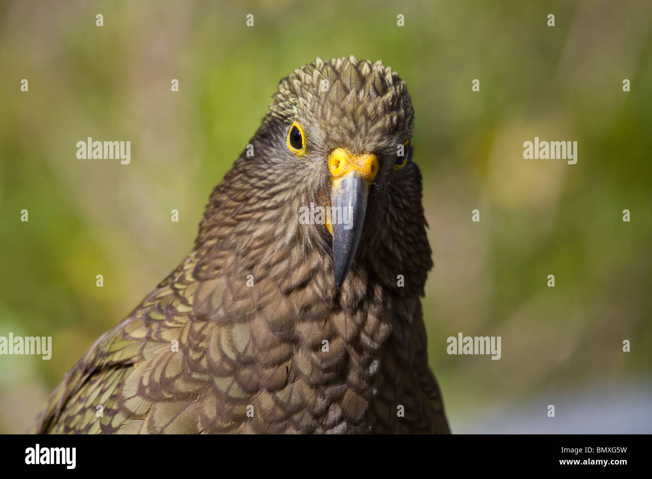 Kea eye hi-res stock photography and images - Alamy