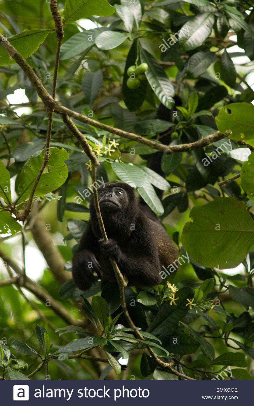 Guatemalan Howler Monkey Stock Photos & Guatemalan Howler Monkey Stock ...