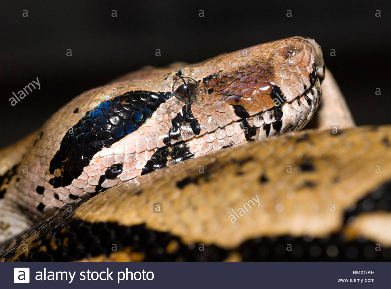 Bushmaster Snake Stock Photos & Bushmaster Snake Stock Images - Alamy