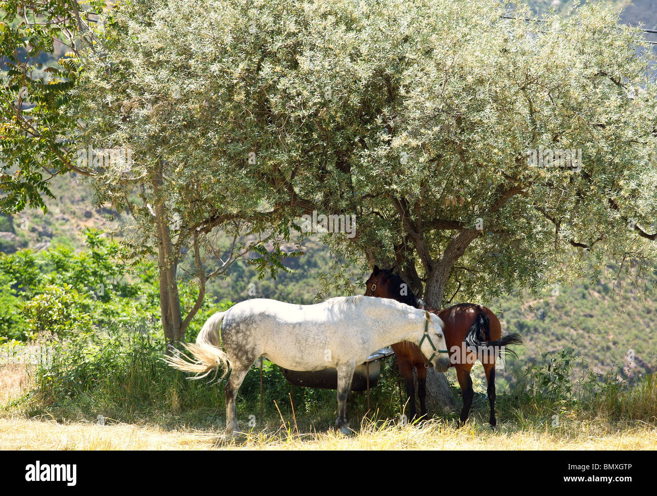 Horses under tree hi-res stock photography and images - Alamy