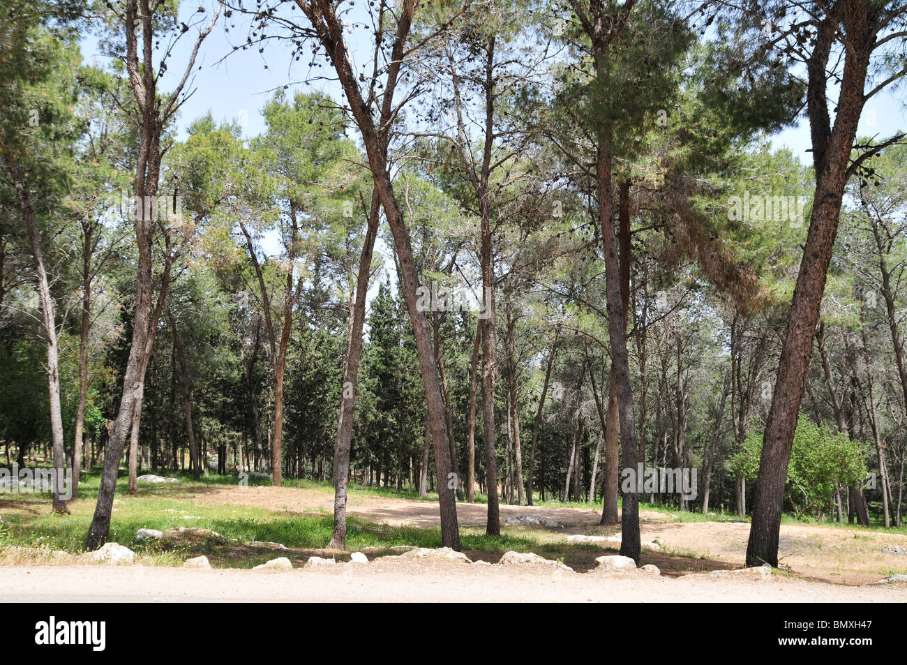 Israel, Carmel Mountain's pine tree Forest Stock Photo - Alamy