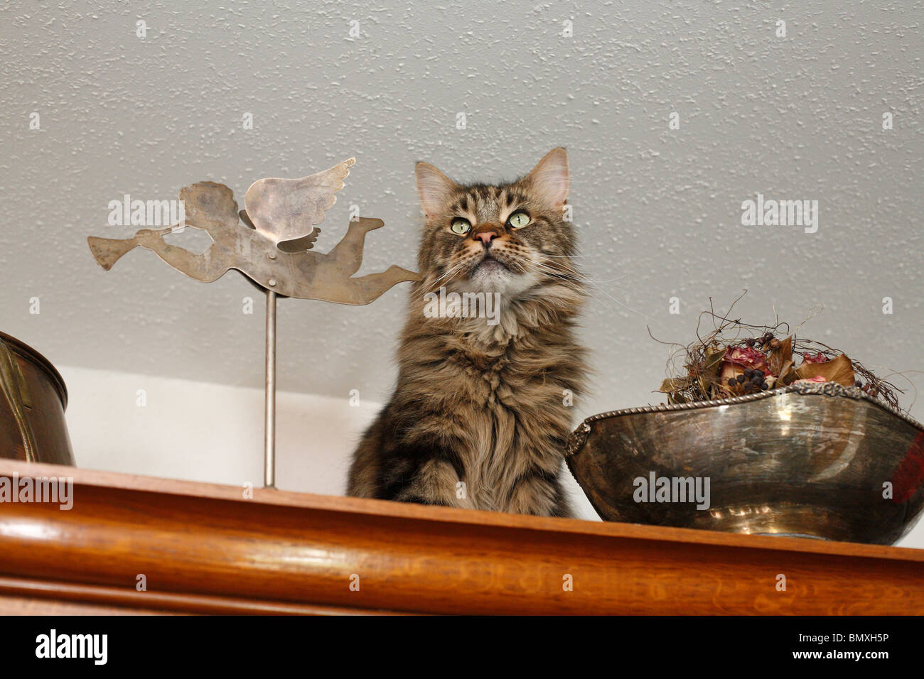 domestic cat, house cat, Maine Coon (Felis silvestris f. catus ...