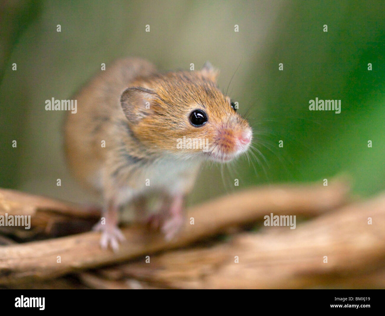 Harvest mouse hi-res stock photography and images - Alamy