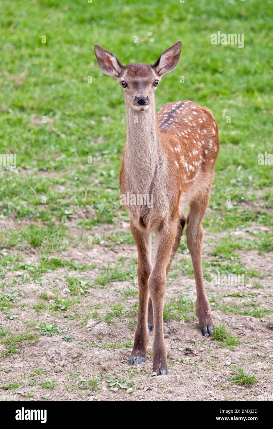 Red Deer Fawn (cervus elaphus Stock Photo - Alamy
