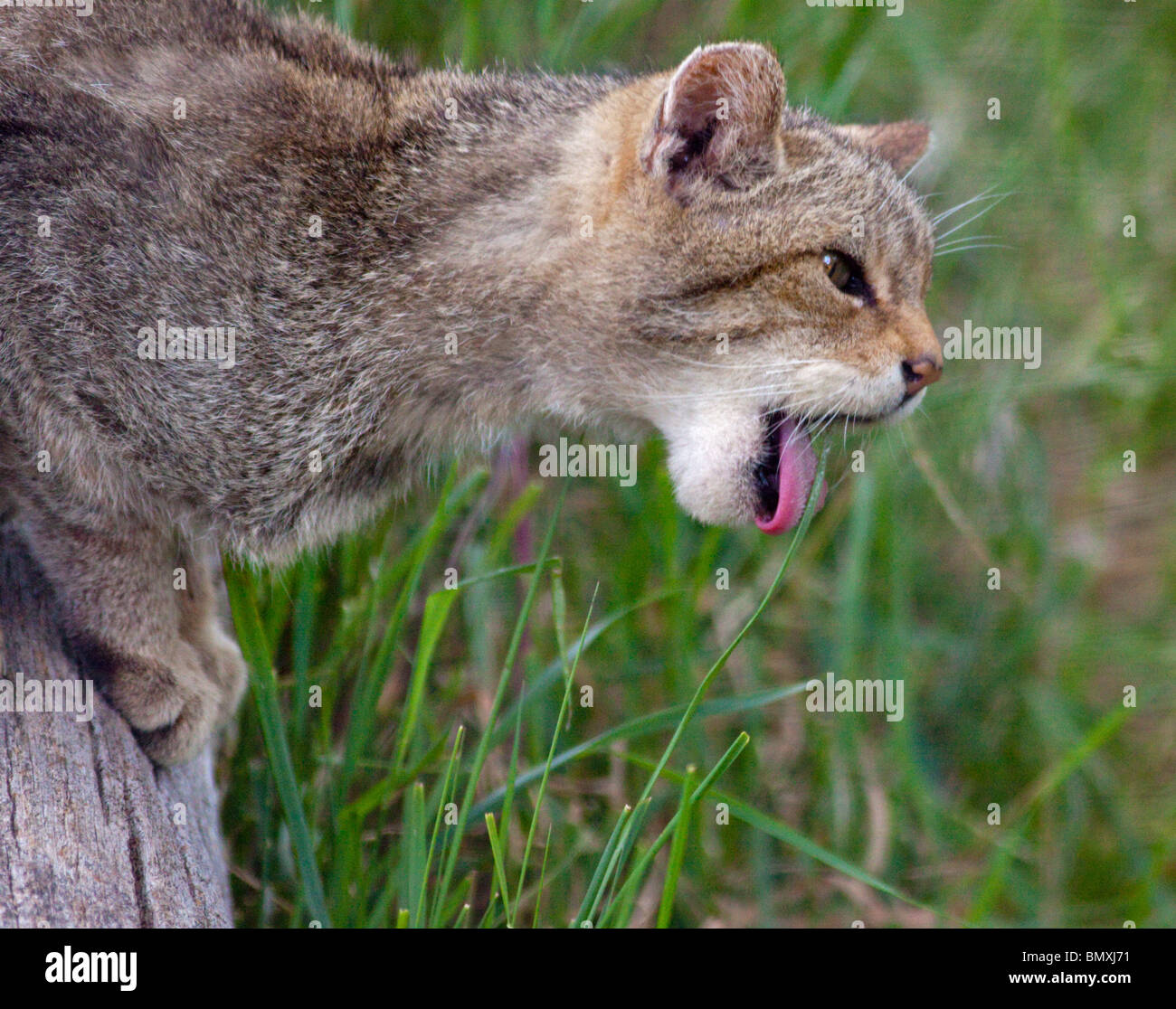 European wild cats hi-res stock photography and images - Alamy