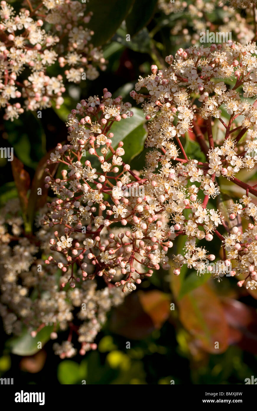 Photinia red robin hi-res stock photography and images - Alamy