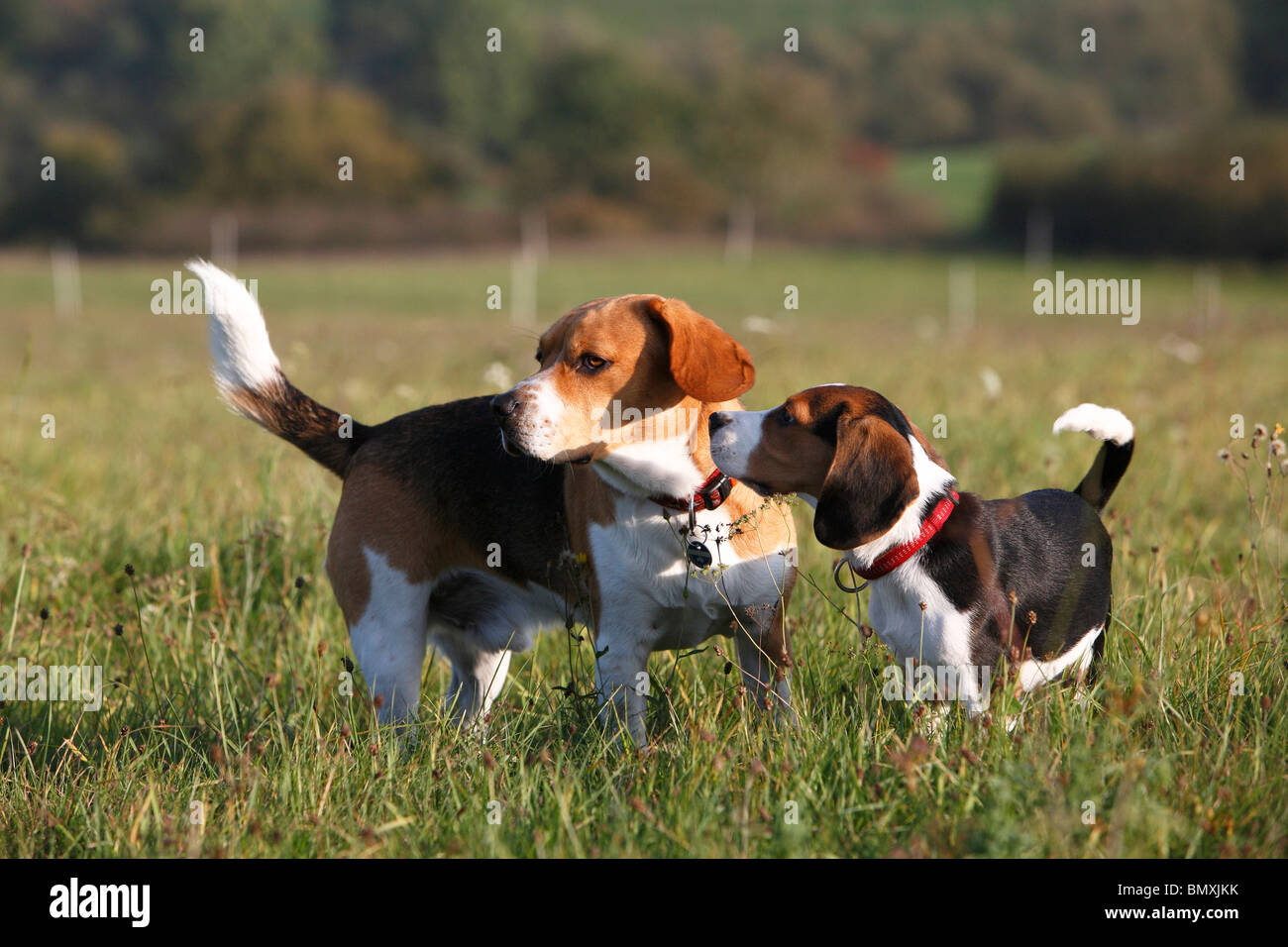Beagle whelp hi-res stock photography and images - Alamy