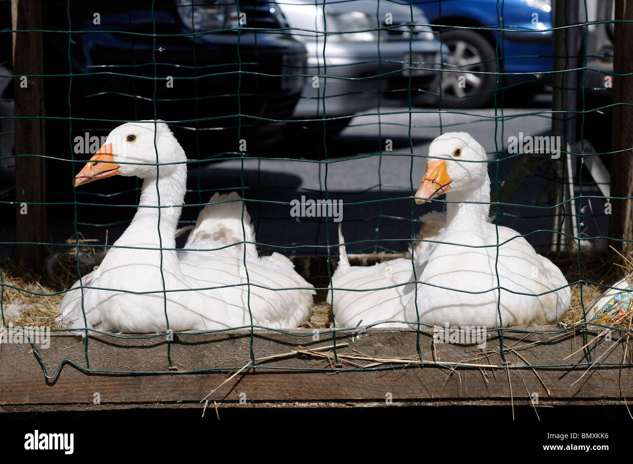 Selling the geese hi-res stock photography and images - Alamy