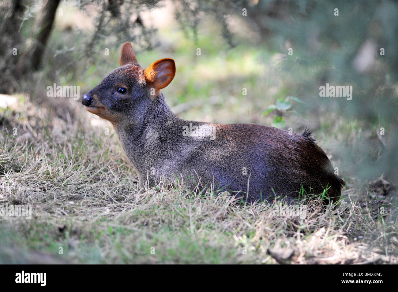 Pudu deer hi-res stock photography and images - Alamy