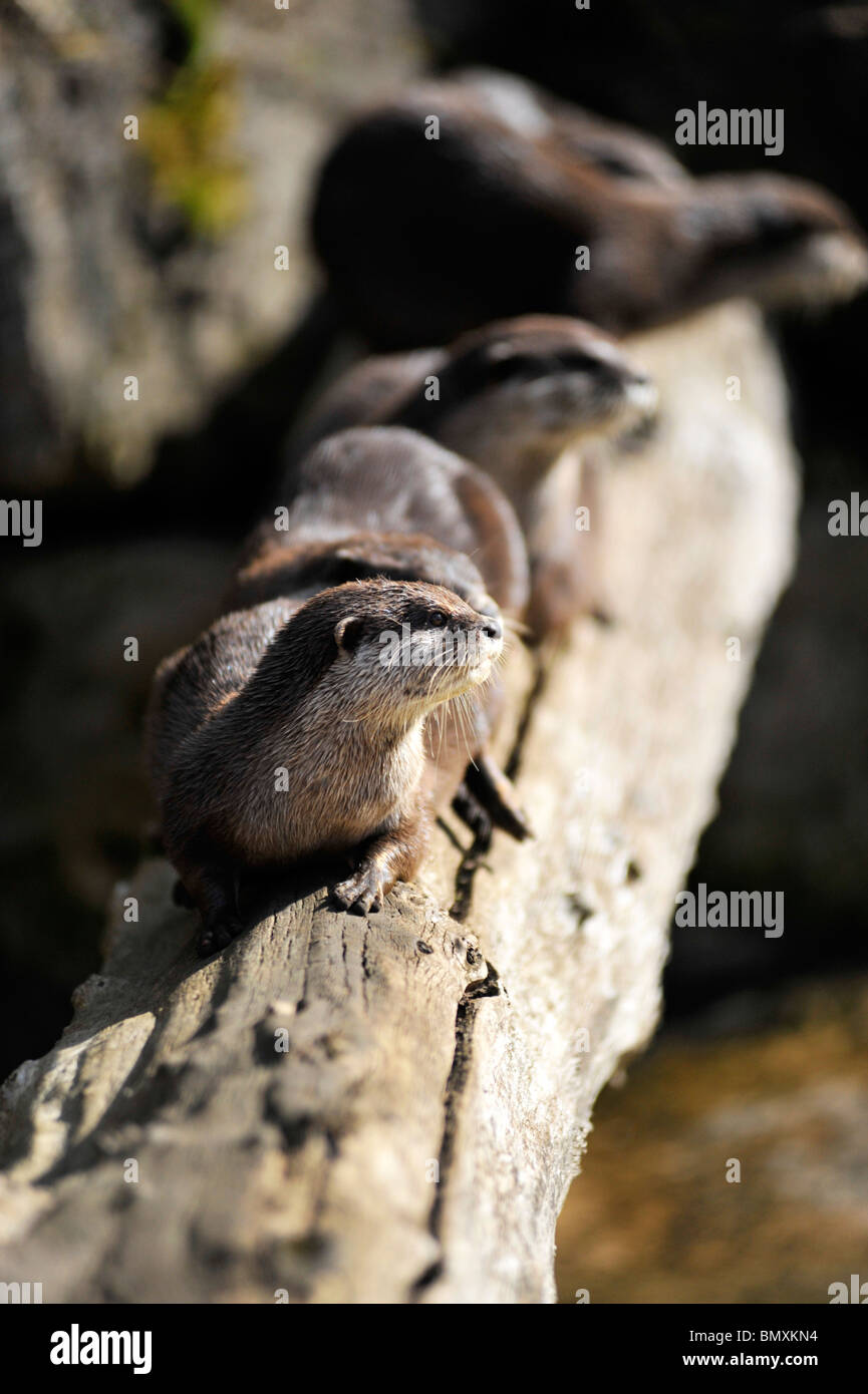 Oriental Small-clawed Otter (Aonyx cinereus Stock Photo - Alamy