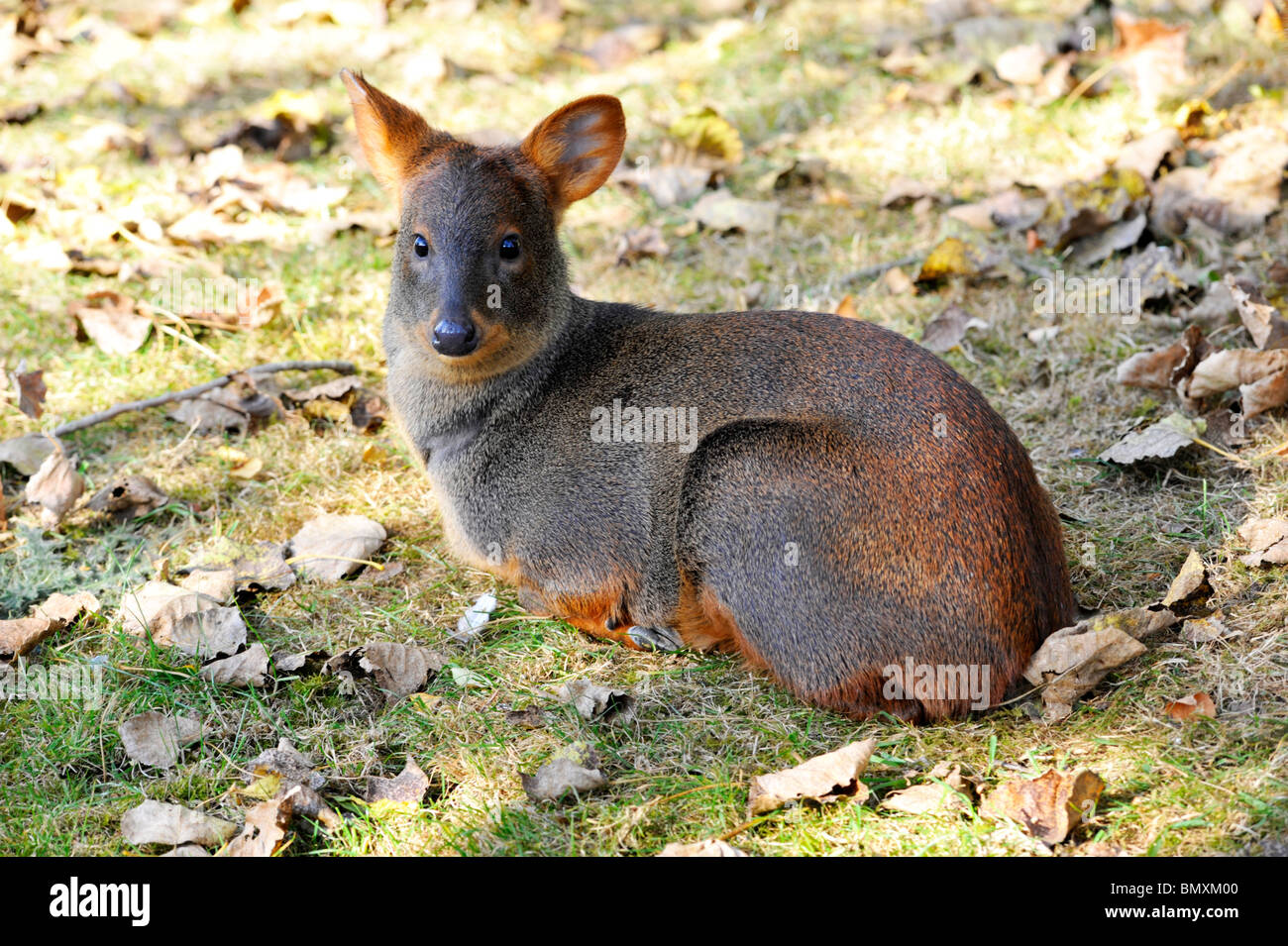 Pudu at Twycross Zoo. The worlds smallest type of Deer Stock Photo - Alamy
