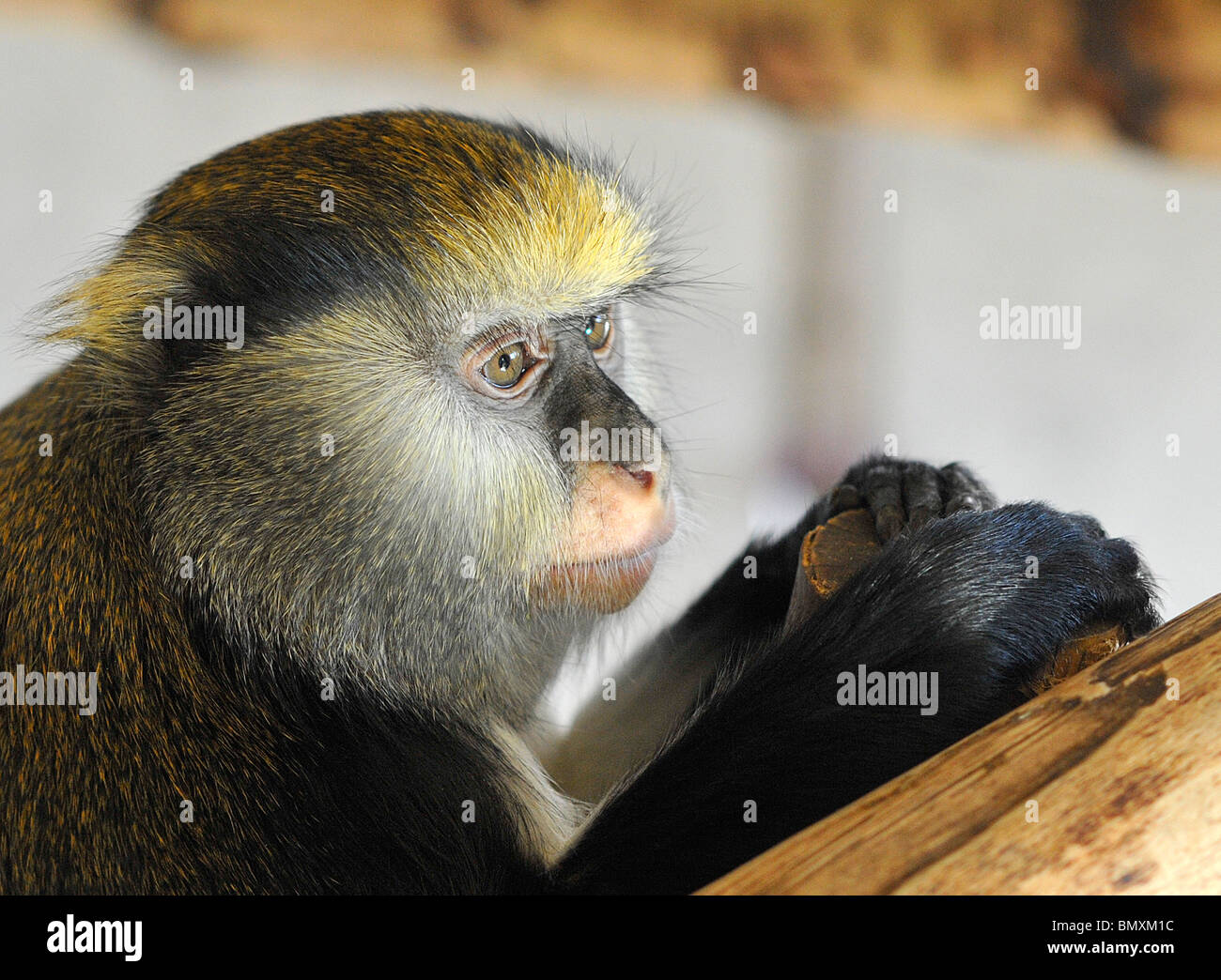 Lowe’s Guenon Cercopithecus campbelli Stock Photo - Alamy
