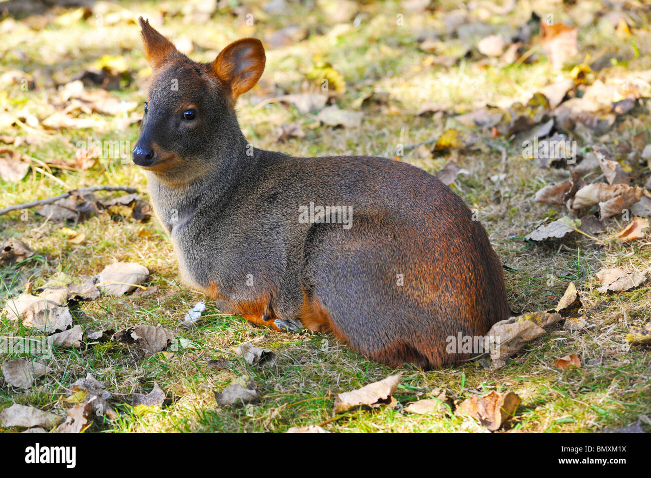 Pudu at Twycross Zoo. The worlds smallest type of Deer Stock Photo - Alamy