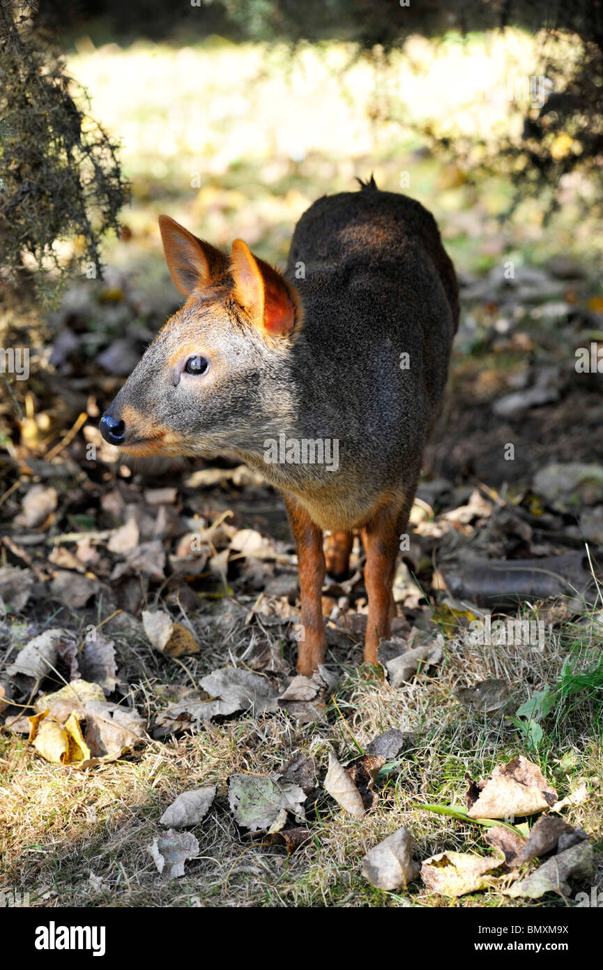 Pudu at Twycross Zoo. The worlds smallest type of Deer Stock Photo - Alamy