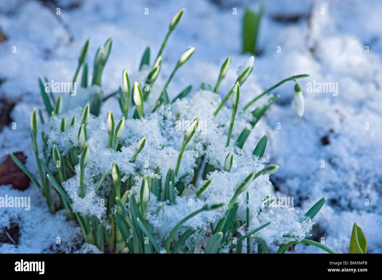 White snow bulb buds hi-res stock photography and images - Alamy
