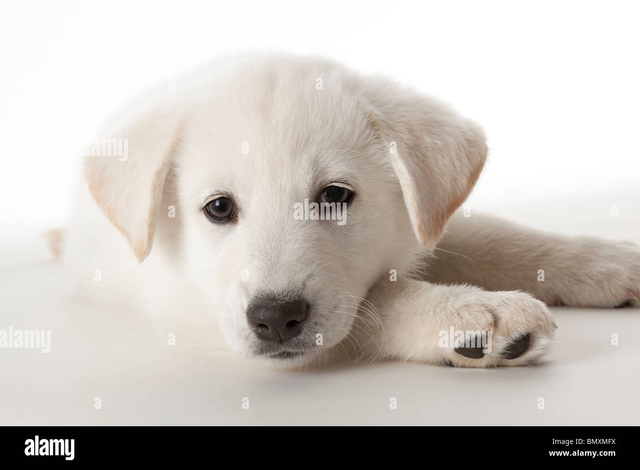 Cute white puppy on white background Stock Photo - Alamy