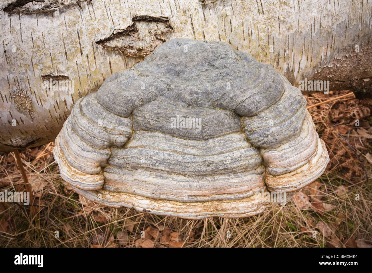 Hoof Fungus growing on the side of a Silver Birch tree near Danby in ...