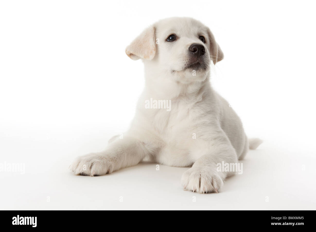 Cute white puppy on white background Stock Photo - Alamy