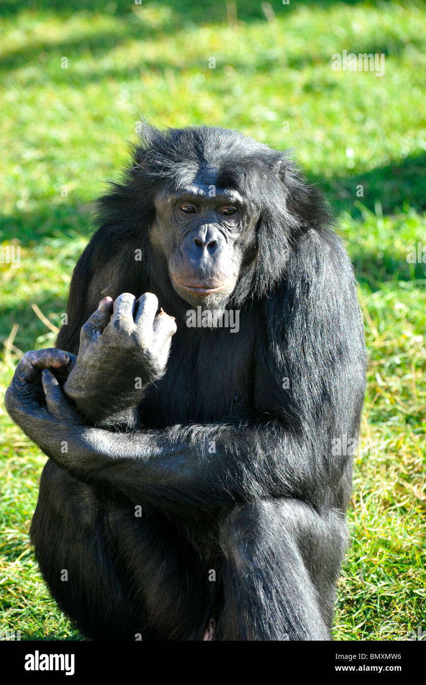 Bonobo at Twycross Zoo making a gesture! Stock Photo - Alamy