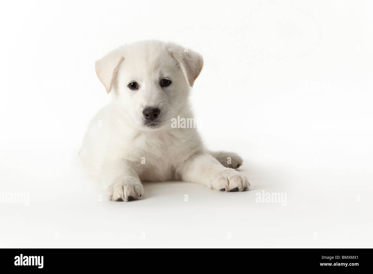 Cute white puppy on white background Stock Photo - Alamy