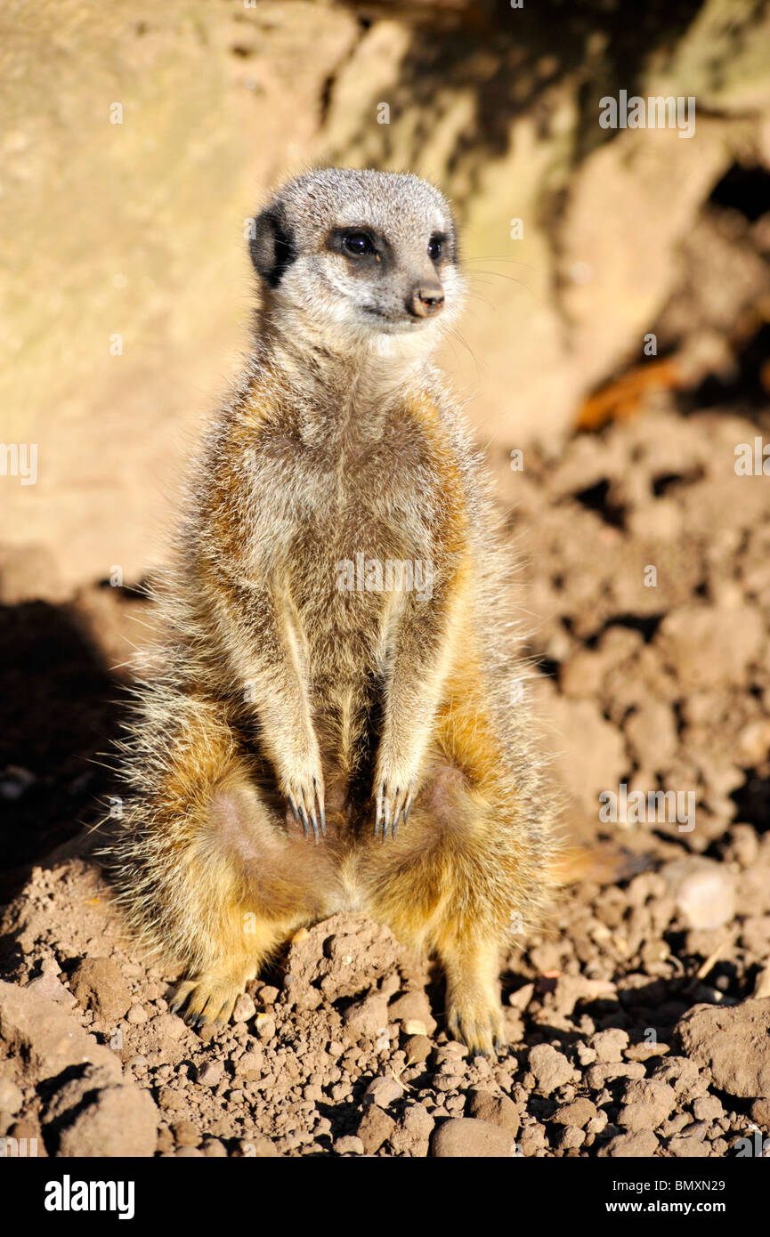 Meercat humour hi-res stock photography and images - Alamy
