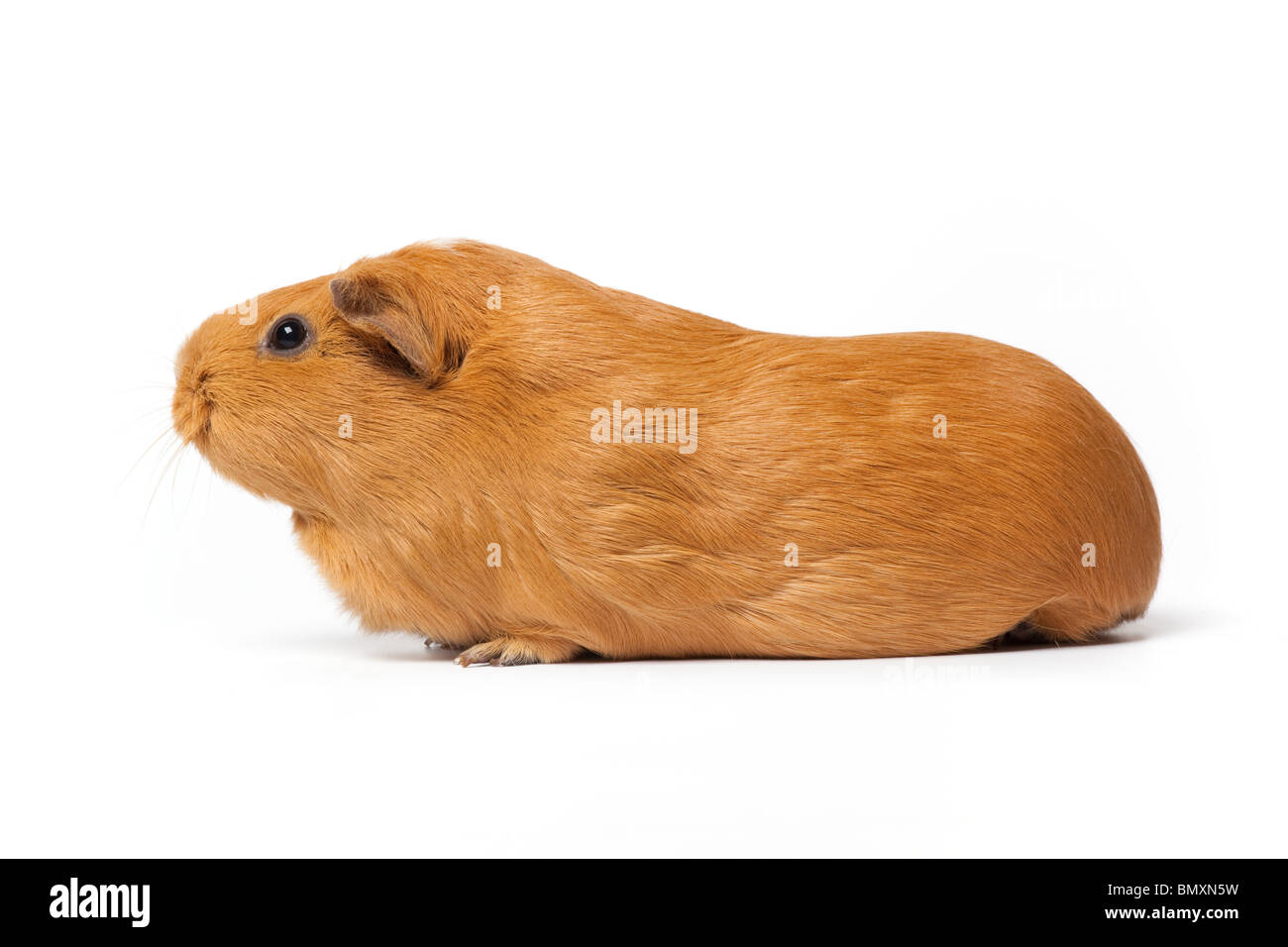 Brown guinea Pig on white background Stock Photo - Alamy