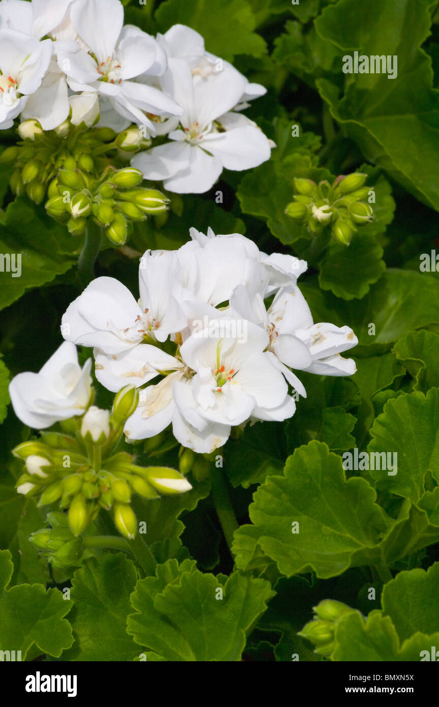Geranium geraniums pelargoniums hi-res stock photography and images - Alamy