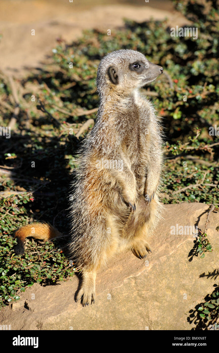 Meercat humour hi-res stock photography and images - Alamy