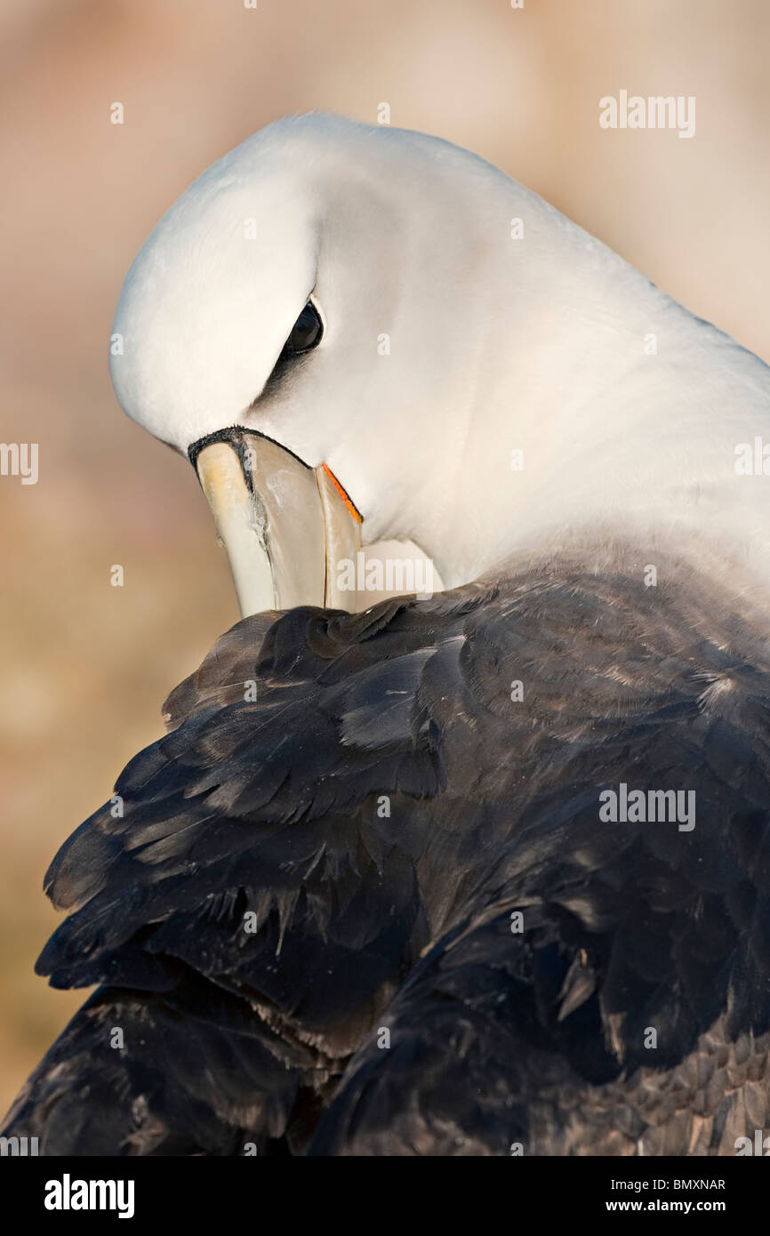 Shy albatross thalassarche hi-res stock photography and images - Alamy