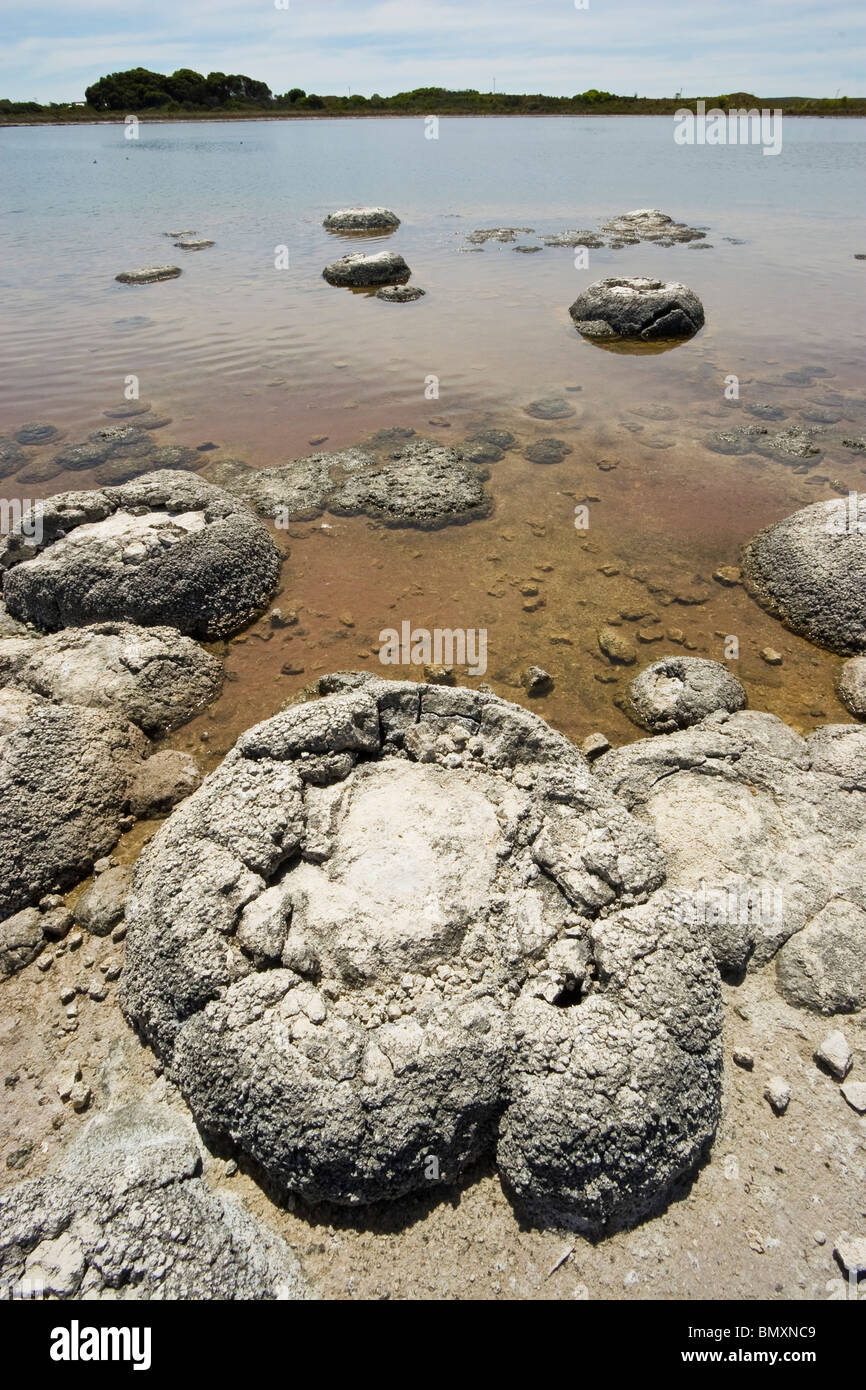 Stromatolites, microbial mats depositing CaCO3, one of the most ancient ...