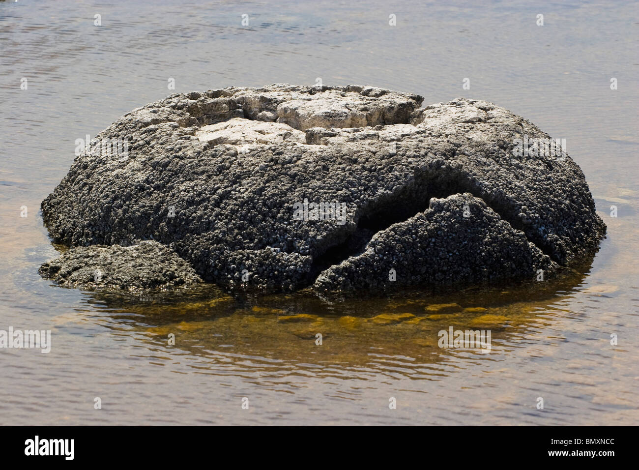 A stromatolite, a microbial mat depositing CaCO3, one of the most ...