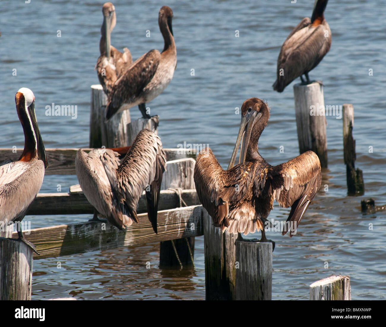 Deepwater horizon oil spill animal hi-res stock photography and images ...