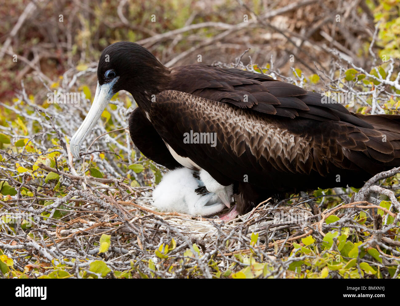 A Magnificent Frigatebird on her nest with a chick on North Seymour ...