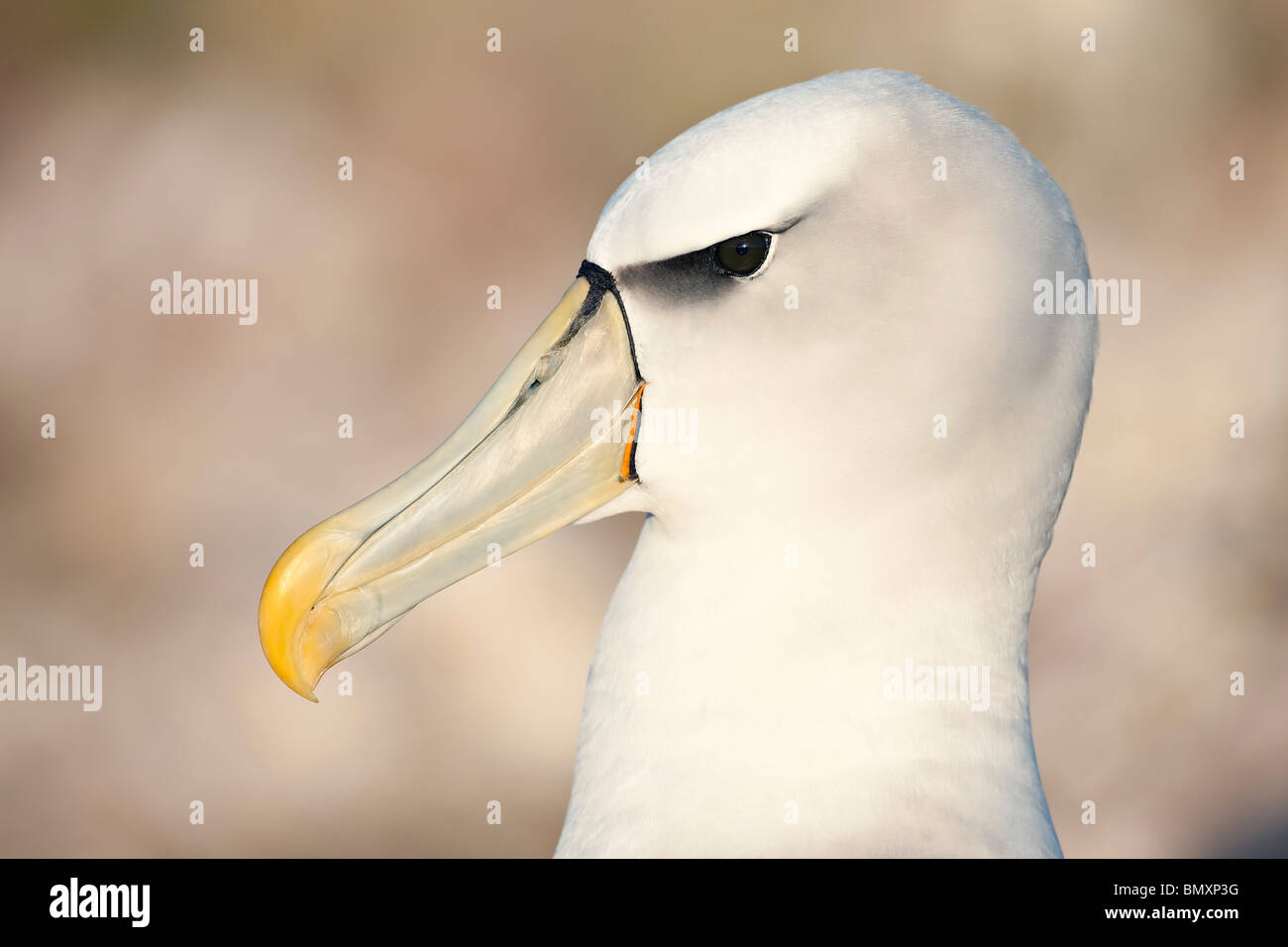 Shy Albatross Thalassarche cauta Stock Photo - Alamy