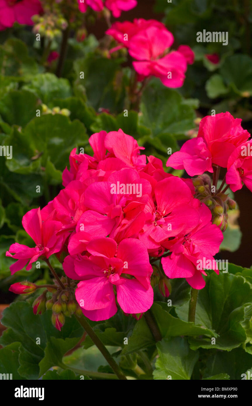 Red pelargoniums hi-res stock photography and images - Alamy