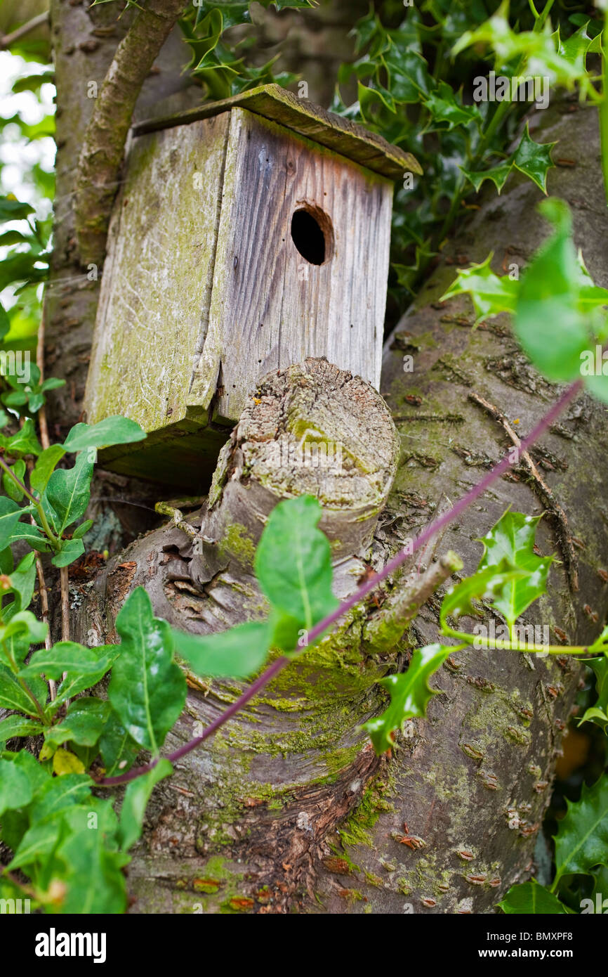 A bird box sited in a garden Cherry tree Stock Photo - Alamy